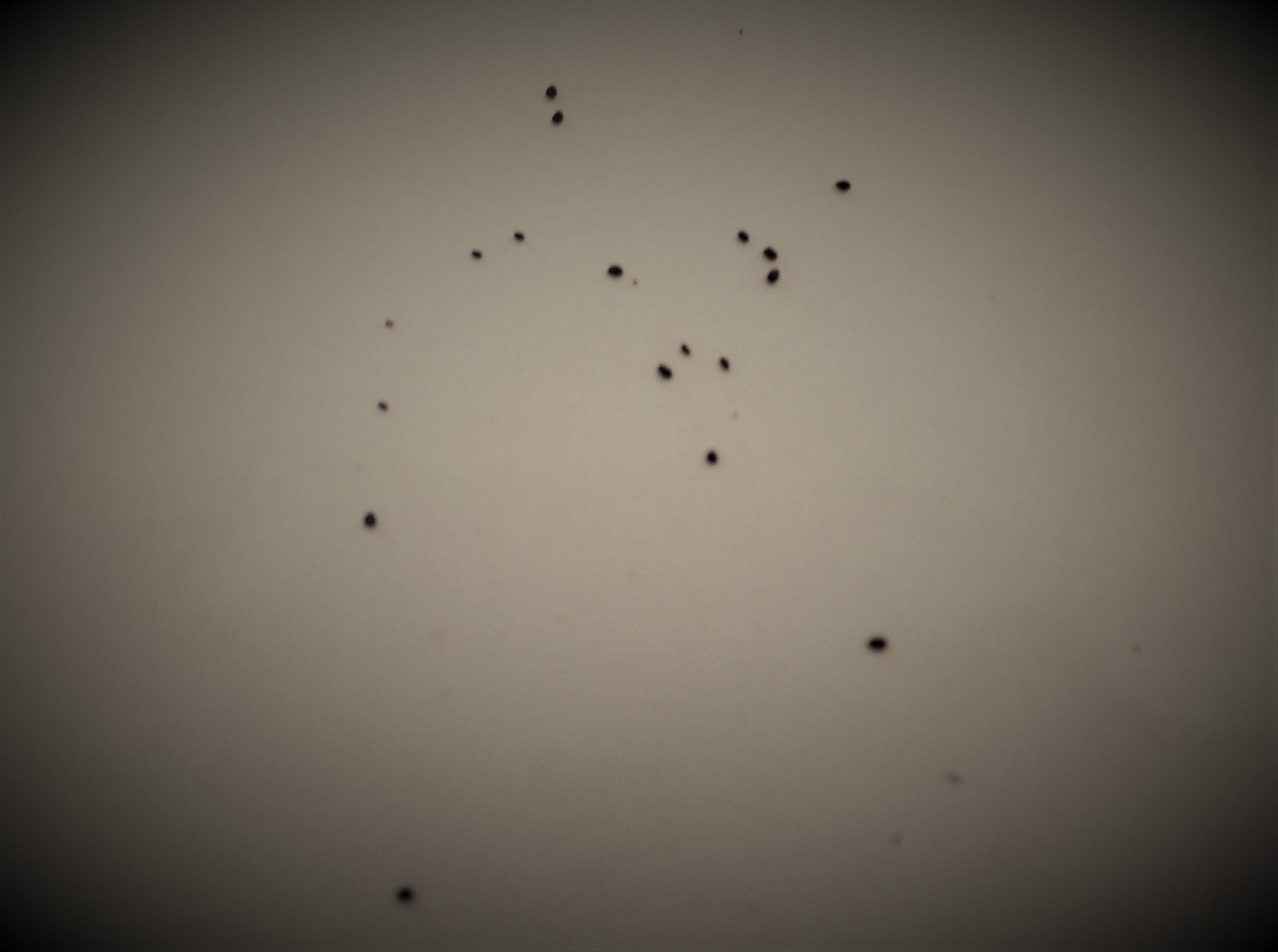 Carnivorous plant Byblis rorida Lake Campion 5 Seeds RARE Outdoor ...