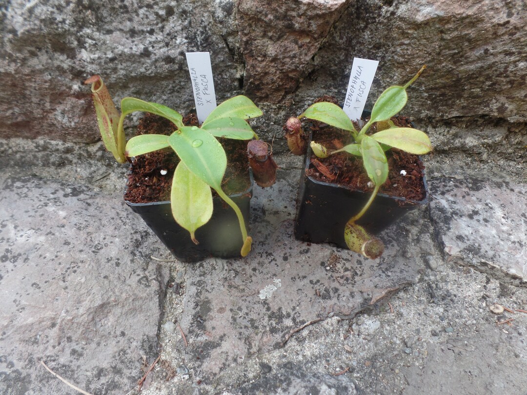 Nepenthes Stenophylla X Fusca, Carnivorous Plant, Pitcher Plant, Medium ...
