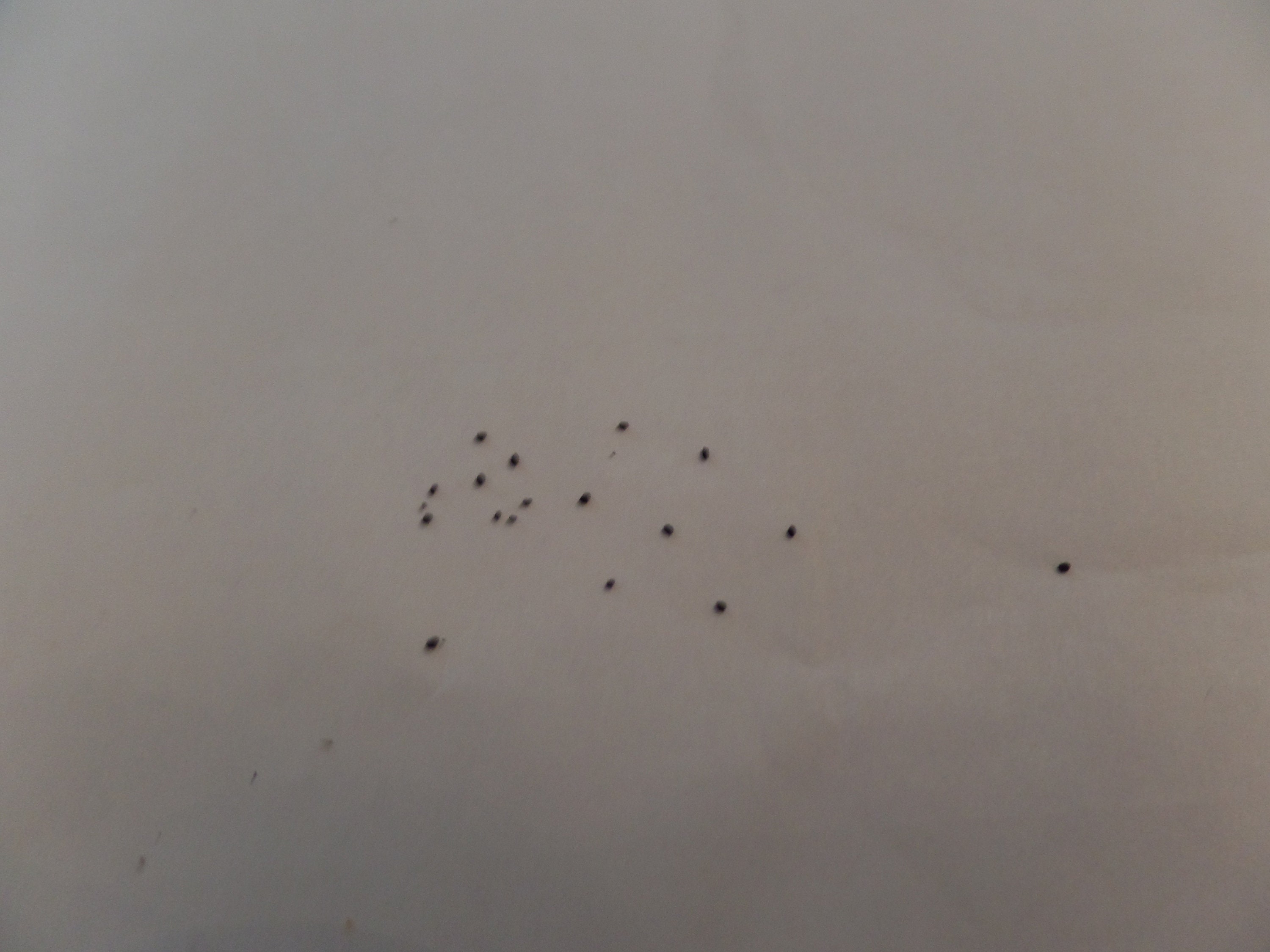 Carnivorous plant Byblis rorida Lake Campion 5 Seeds RARE Outdoor ...