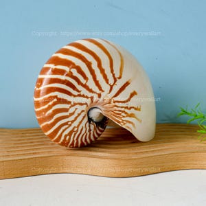 Original Chambered Nautilus Conch Shell - Treasure of the Ocean Ocean ...