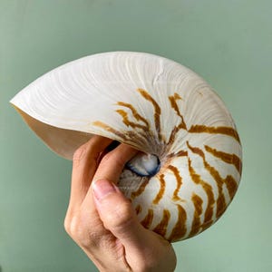 Original Chambered Nautilus Conch Shell - Treasure of the Ocean Ocean ...