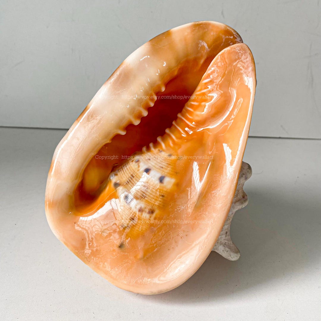 RARE Cassis Cornuta Shell Treasure of the Ocean Conch Shell Yellow ...