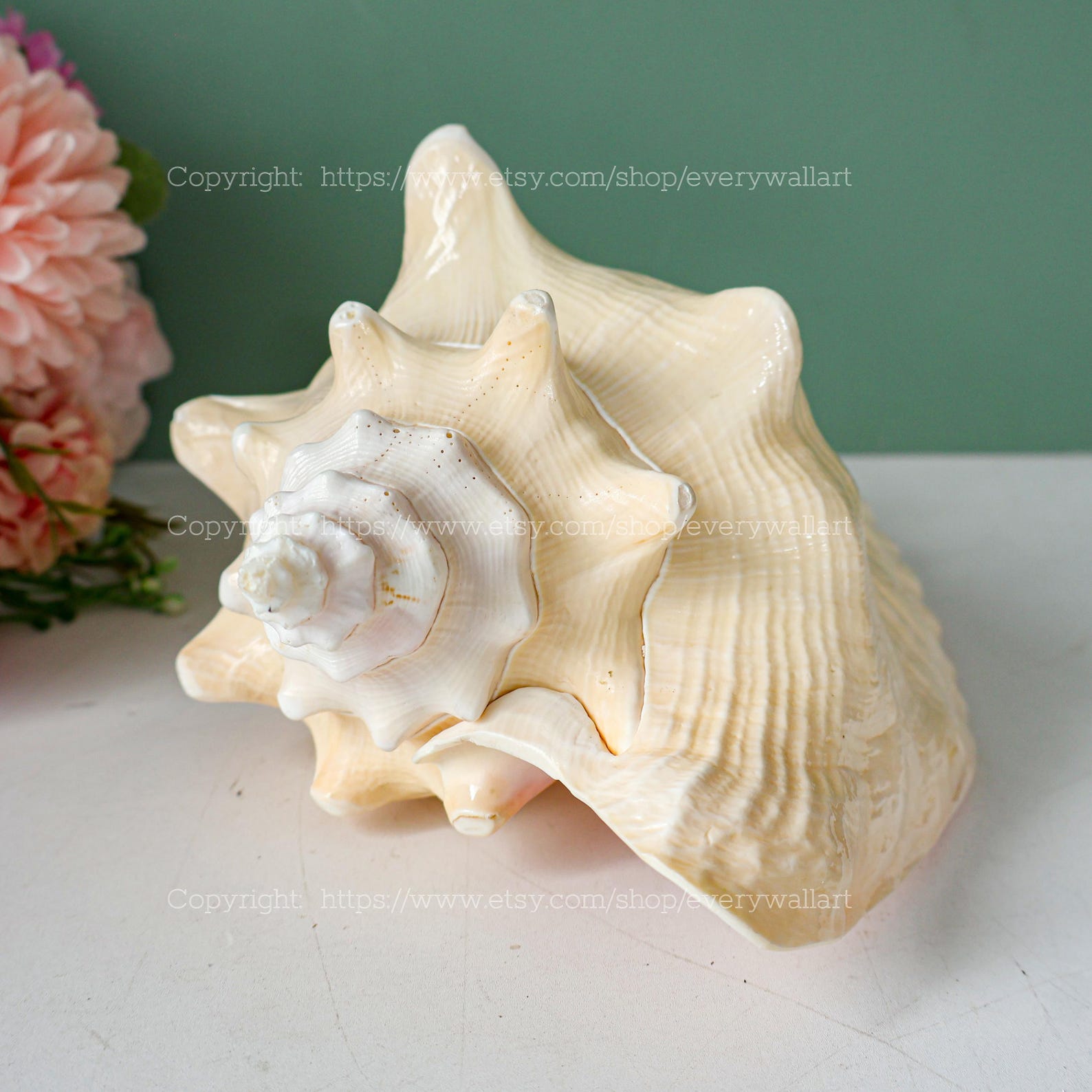 Polished Pink Queen Conch Shell Queen's Pearl - Treasure of the Ocean ...