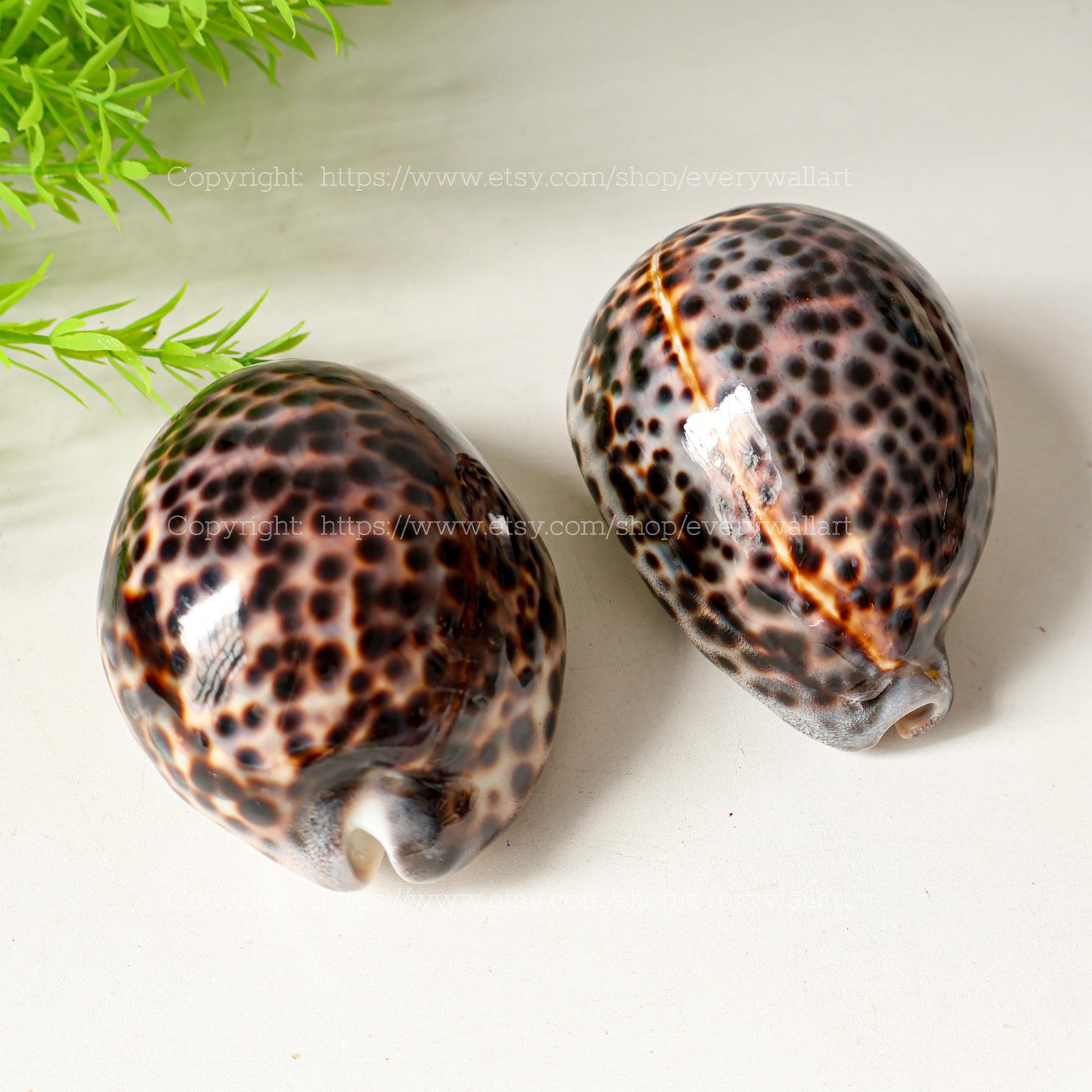 BIG Natural Cypraea Tigris for Decor Conch, Large Sea Snail Shell ...
