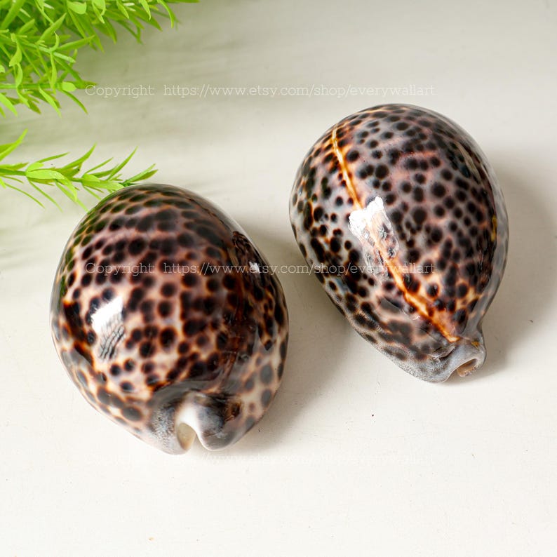 BIG Natural Cypraea Tigris for Decor Conch, Large Sea Snail Shell ...