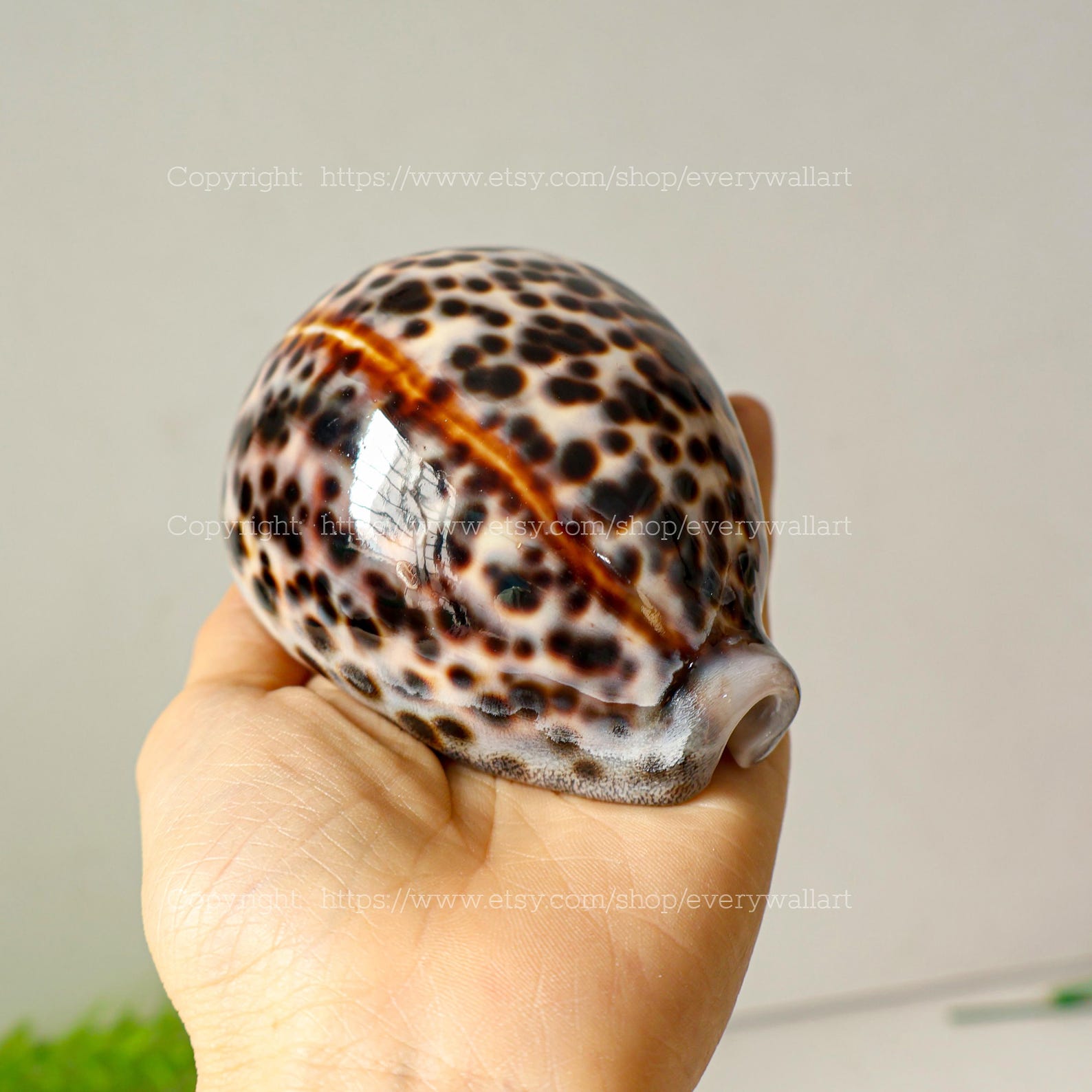BIG Natural Cypraea Tigris for Decor Conch, Large Sea Snail Shell ...