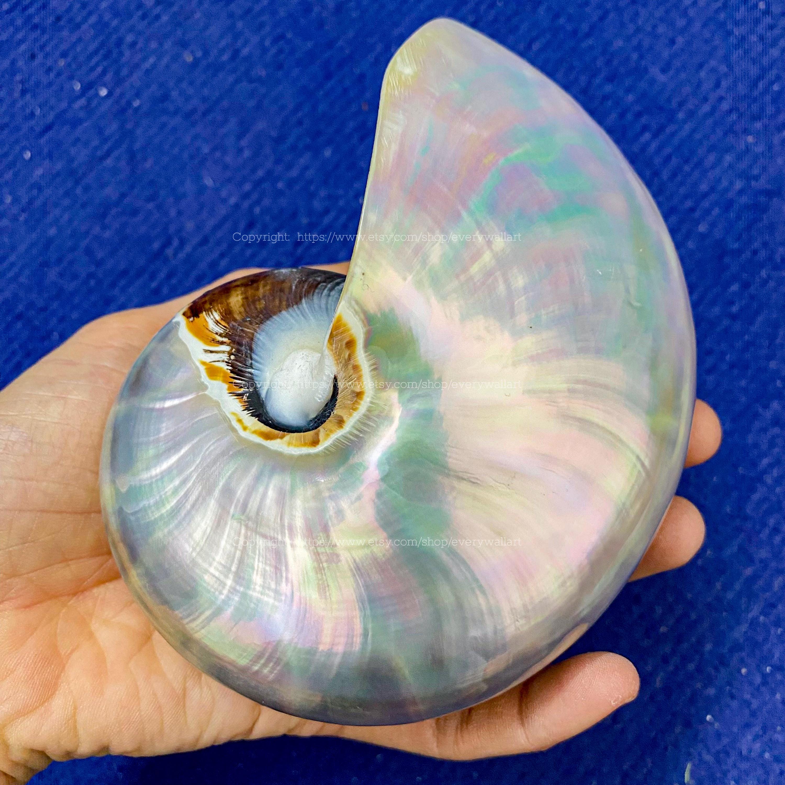 Polished Conch Shell Chambered Nautilus - Treasure of the Ocean Large ...