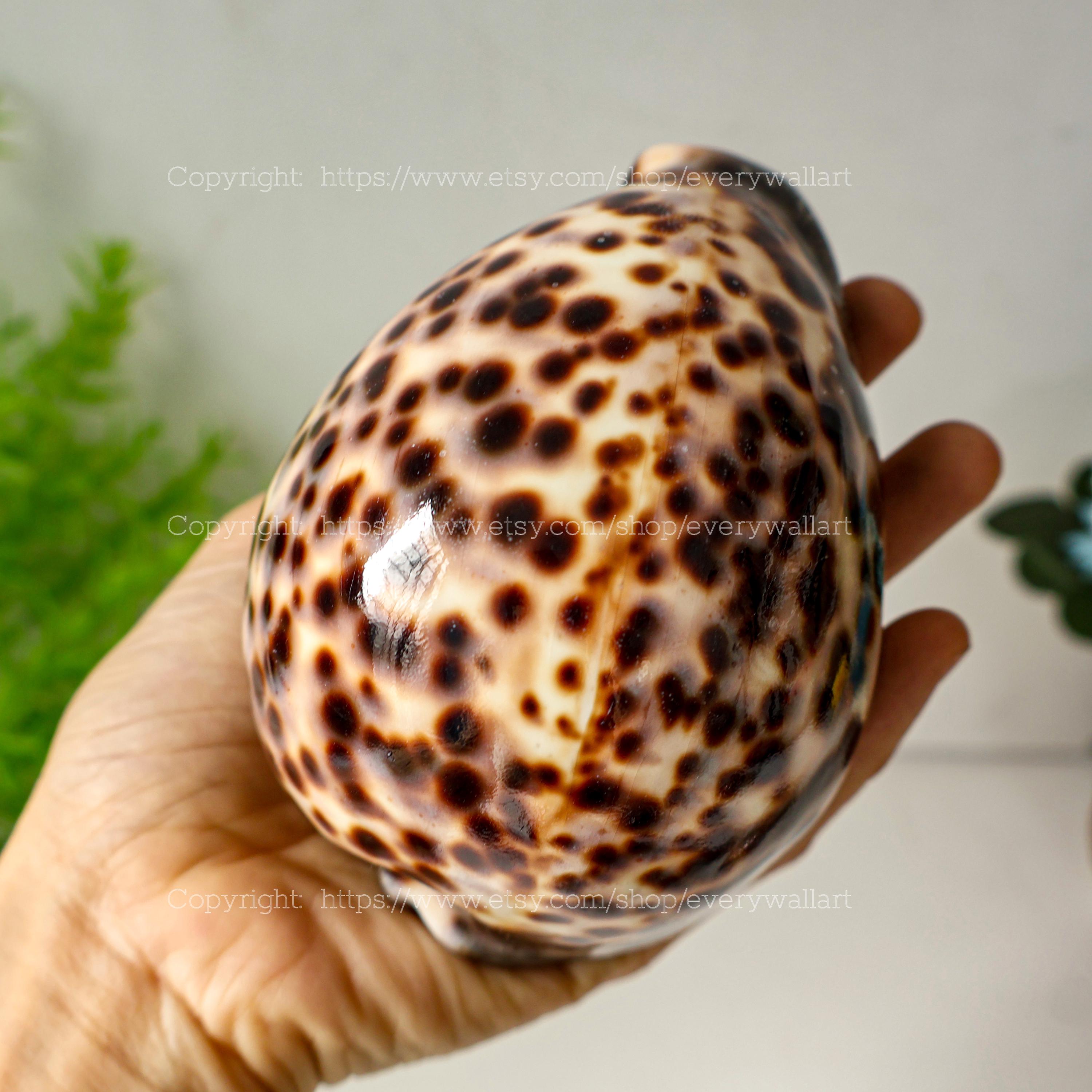 BIG Natural Cypraea Tigris for Decor Conch, Large Sea Snail Shell ...