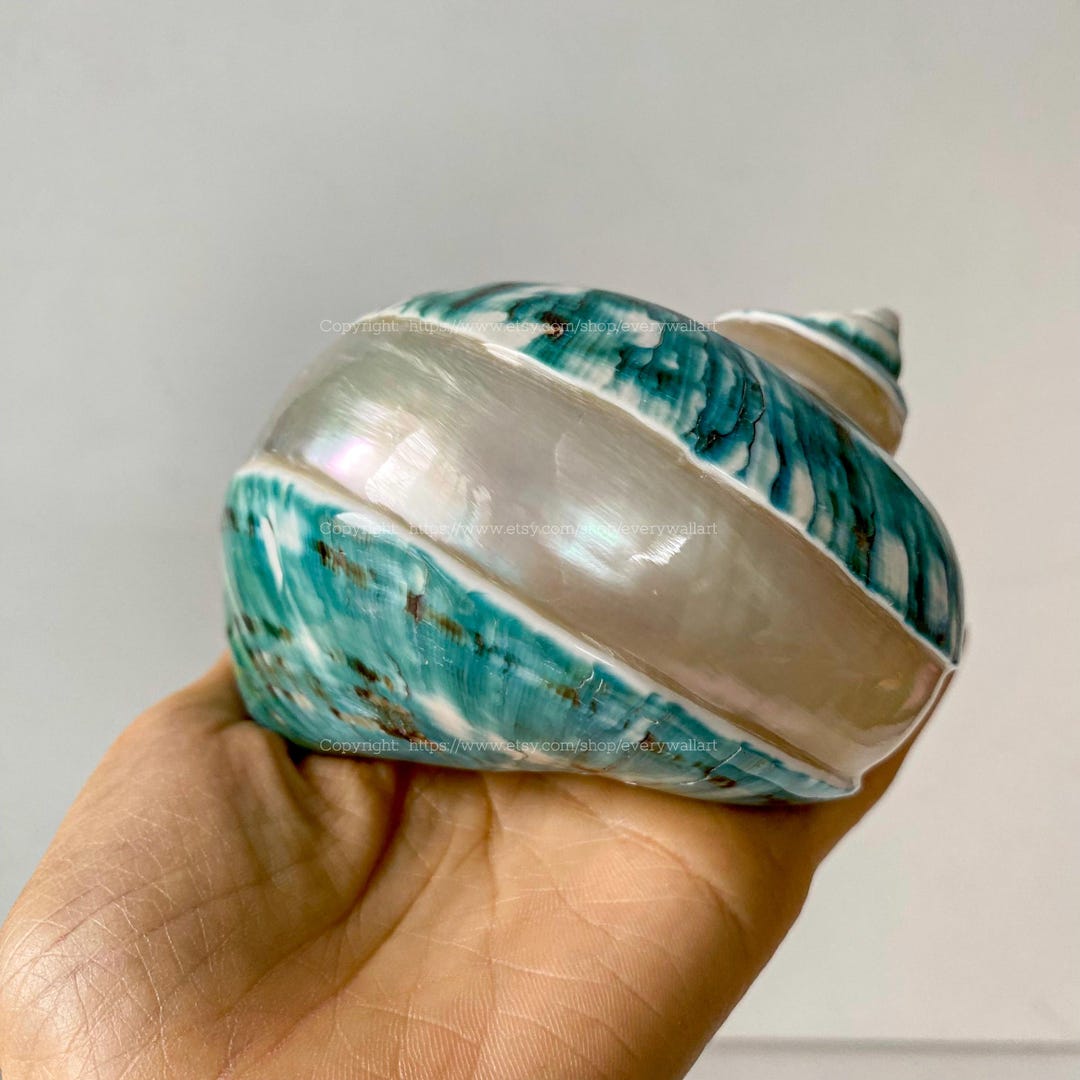 Natural Polished Green Turbo Shell for Decor Conch, Jade Turbo Shell ...