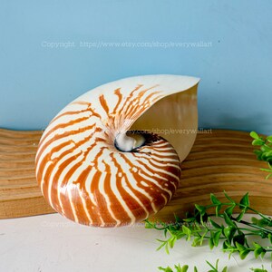 Conch Shell Chambered Nautilus Ocean Vortex - Treasure of the Ocean ...