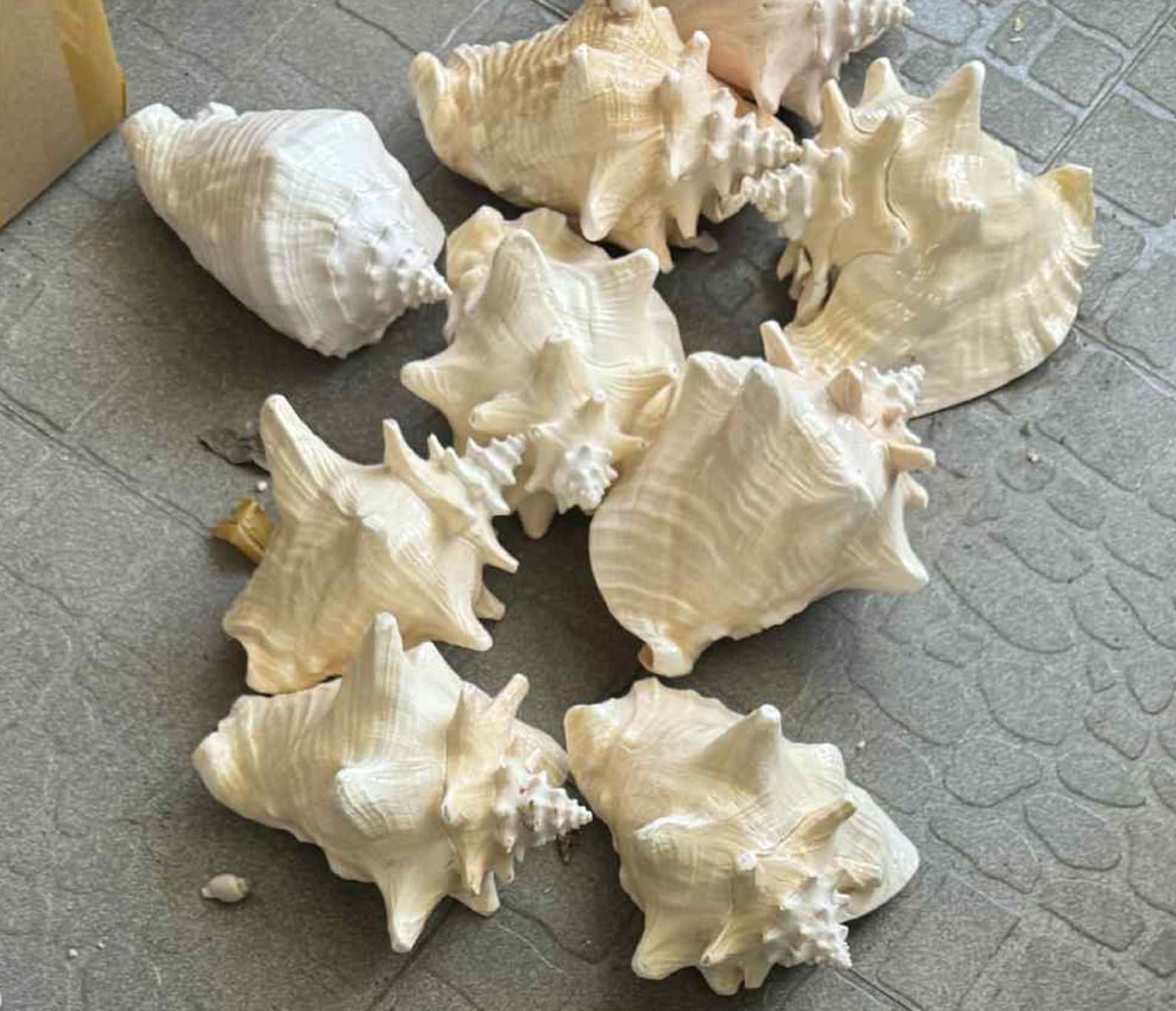 Polished Pink Queen Conch Shell Queen's Pearl - Treasure of the Ocean ...