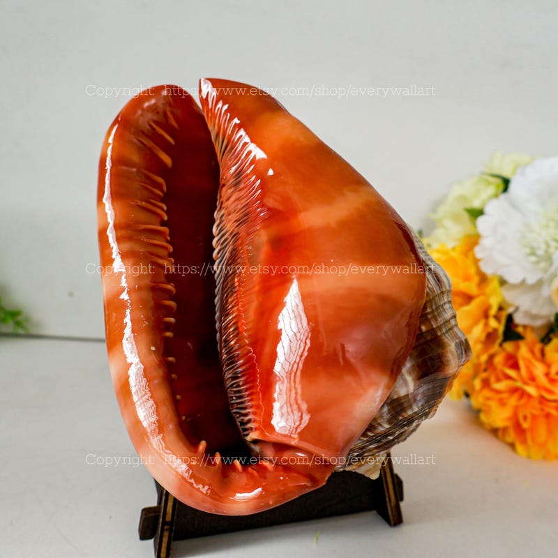 Helmet Conch Cassis - Etsy UK