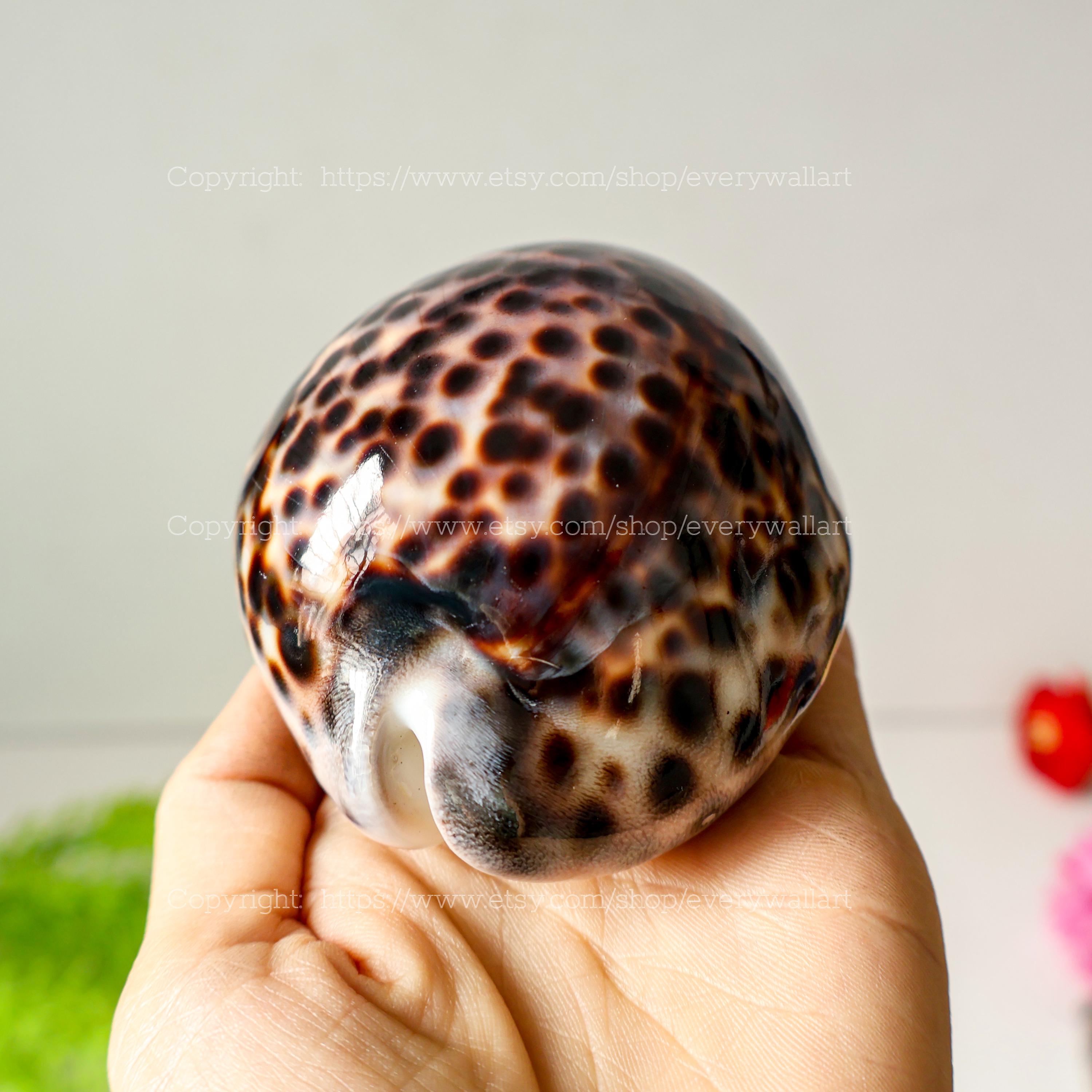 BIG Natural Cypraea Tigris for Decor Conch, Large Sea Snail Shell ...