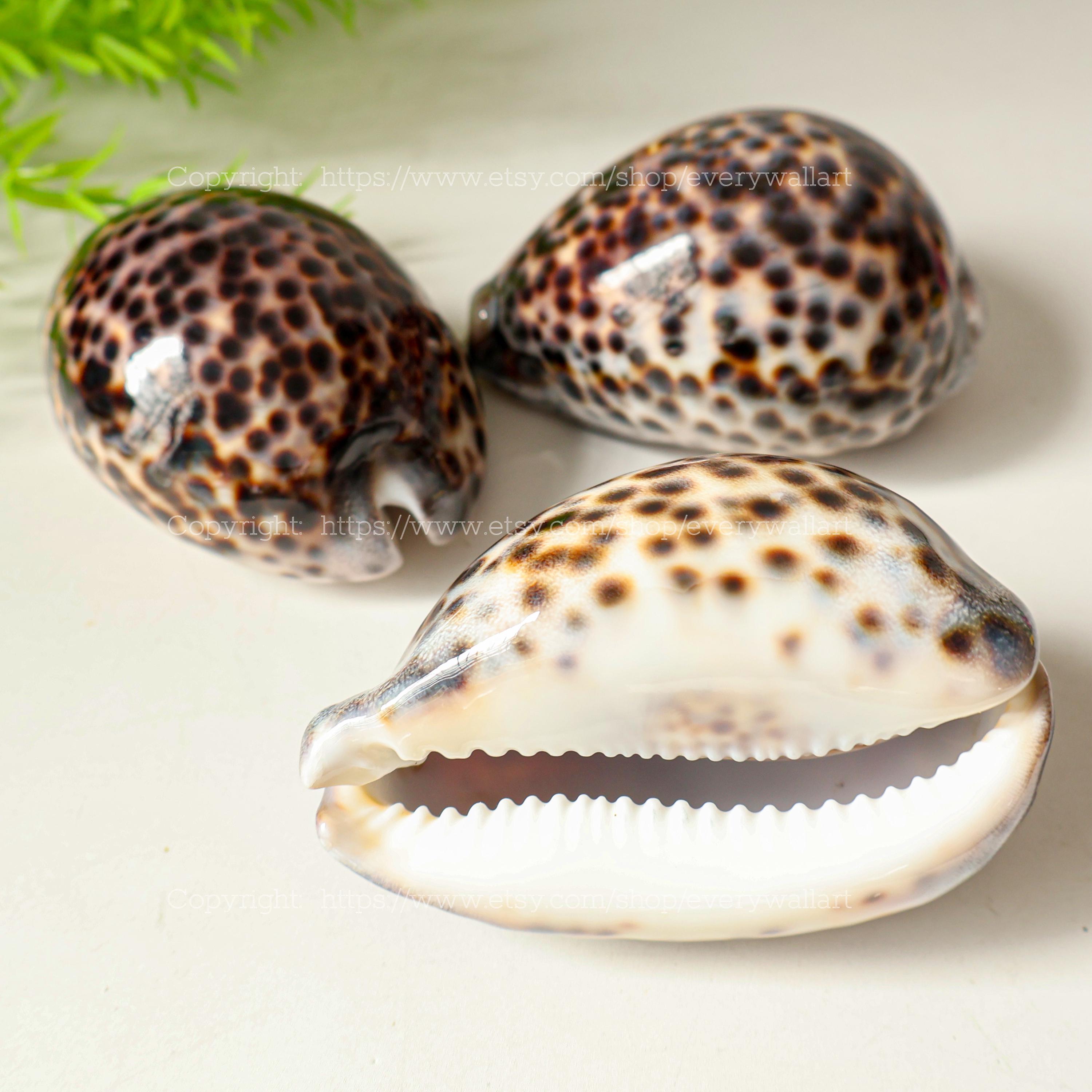 BIG Natural Cypraea Tigris for Decor Conch, Large Sea Snail Shell ...