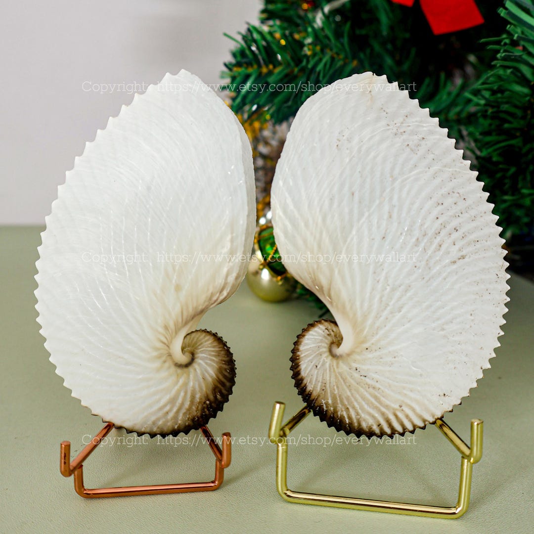 Conch Shell Paper Nautilus - Treasure of the Ocean Real Paper Nautilus ...