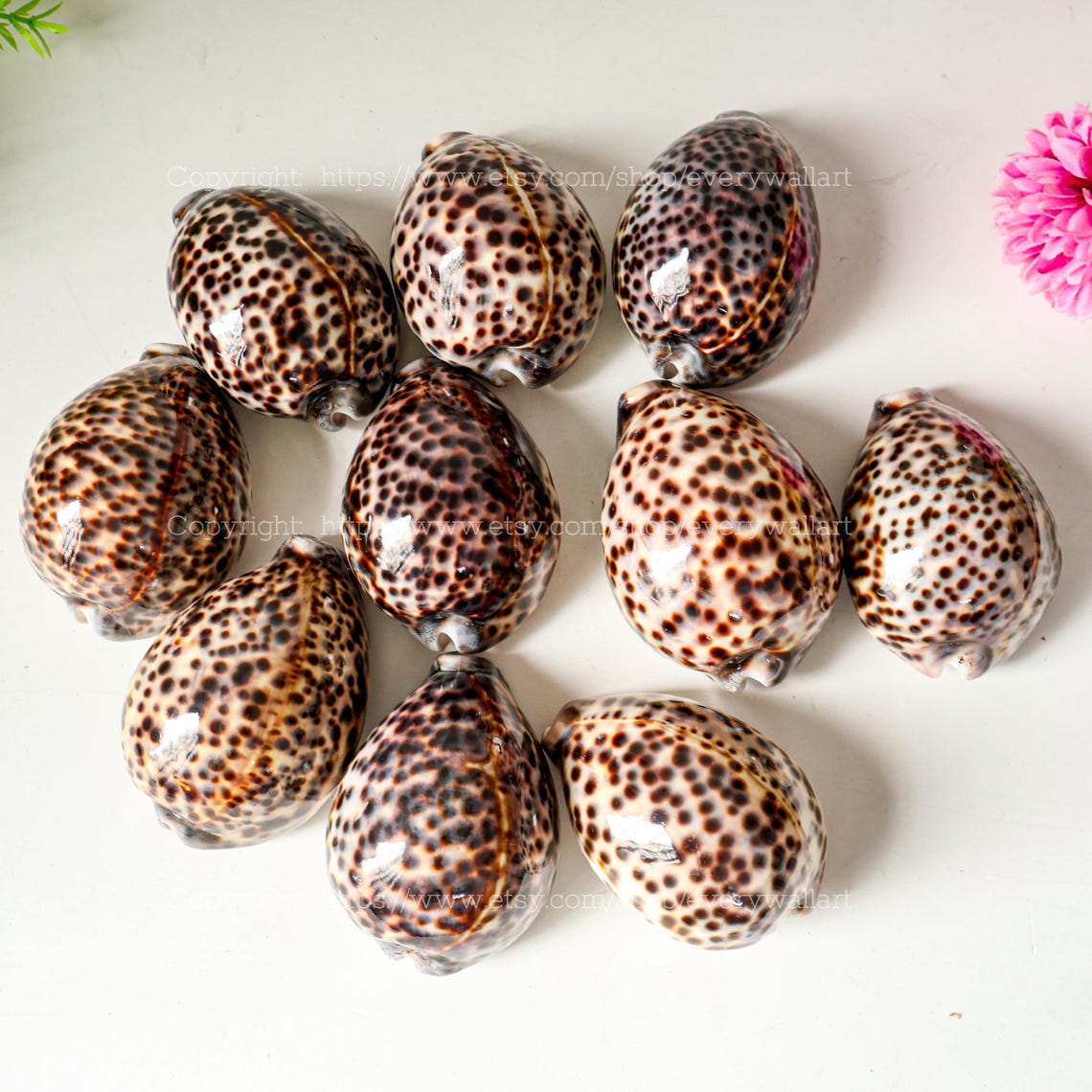 BIG Natural Cypraea Tigris for Decor Conch, Large Sea Snail Shell ...