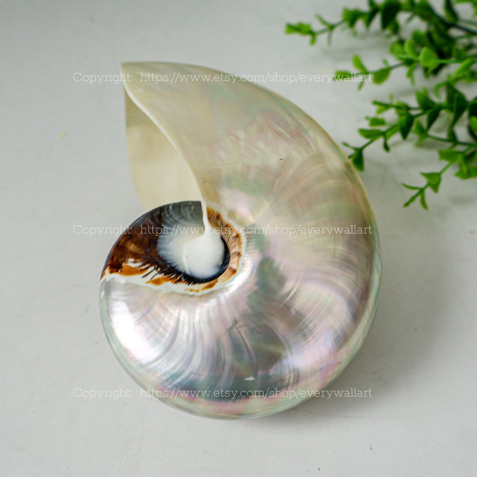 Conch Shell Chambered Nautilus Ocean Vortex - Treasure of the Ocean ...