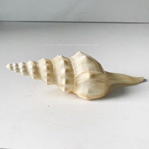 Natural Legrand's Wavy Spindle for Decor Conch, Large Sea Snail Shell ...