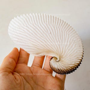 Paper Nautilus Conch Shell - Treasure of the Ocean Real Paper Nautilus ...