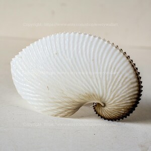 Paper Nautilus Conch Shell - Treasure of the Ocean Real Paper Nautilus ...