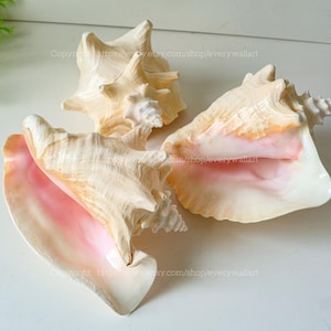Polished Pink Queen Conch Shell Queen's Pearl - Treasure of the Ocean ...