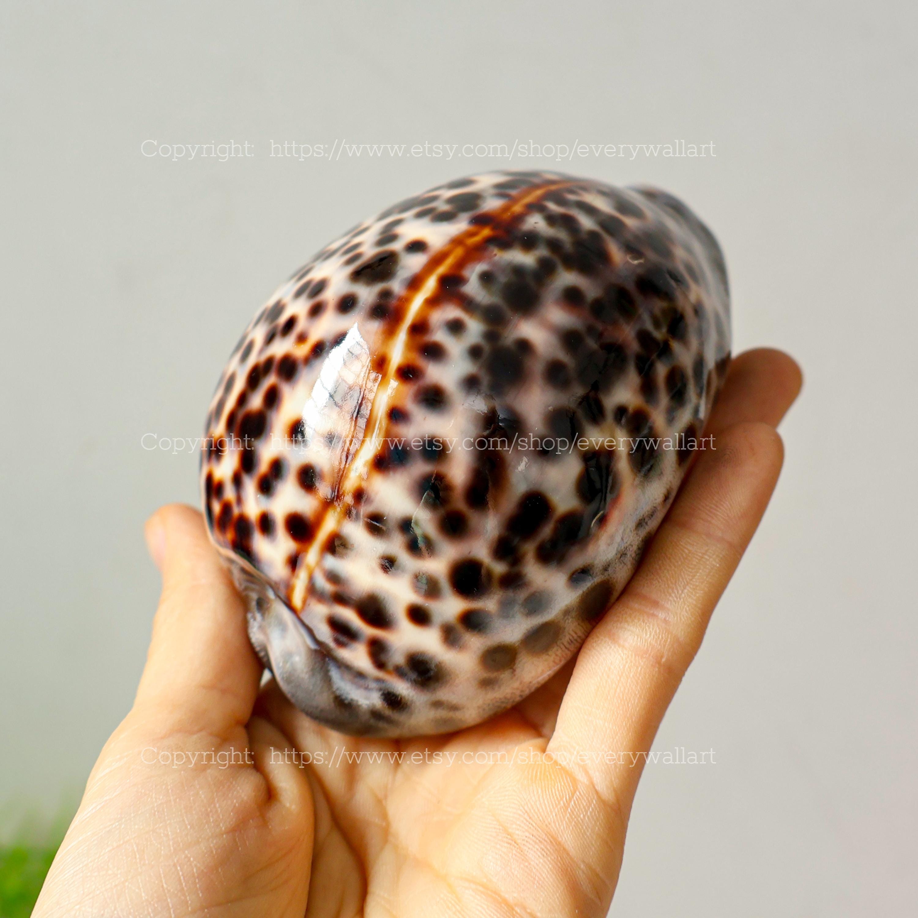 BIG Natural Cypraea Tigris for Decor Conch, Large Sea Snail Shell ...