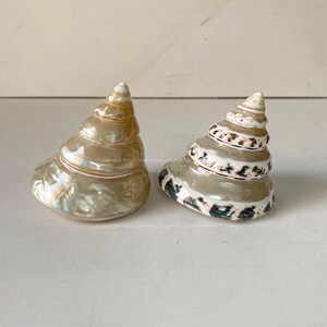 Natural Snail Shell Conch Seashell for Decor Spiral Shell, Nacre Sea ...