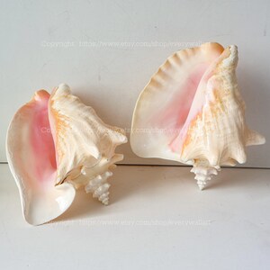 Pink Queen Conch Shell - Treasure of the Ocean Large Conch Shell ...