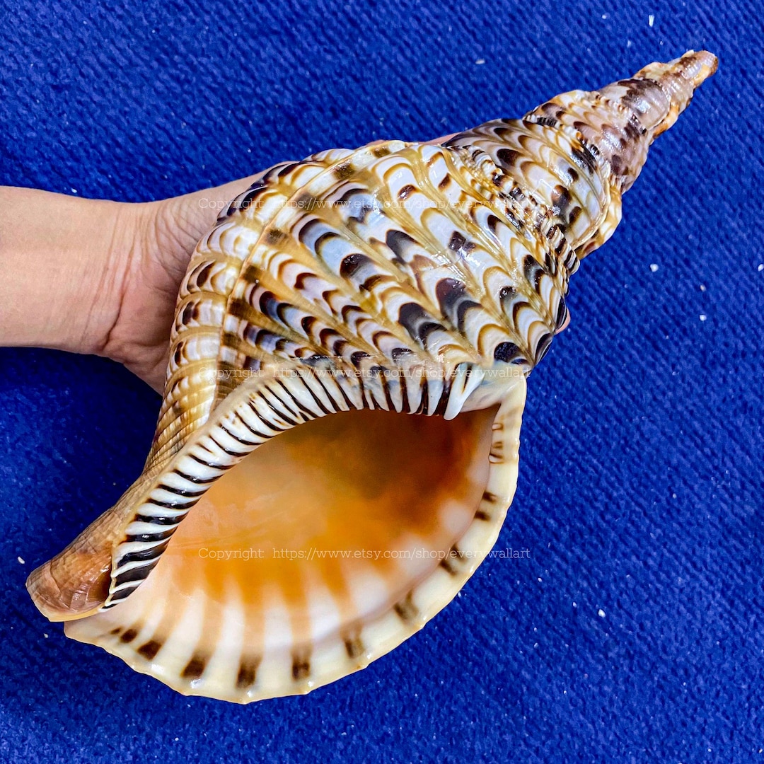 RARE Triton Trumpet Seashell Symbol of Wealth & Prosperity Natural ...