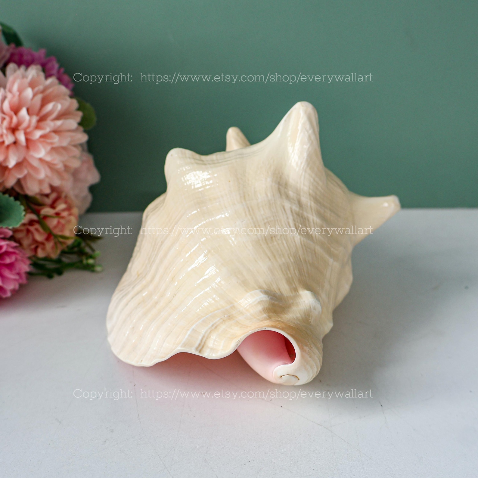 Polished Pink Queen Conch Shell Queen's Pearl - Treasure of the Ocean ...