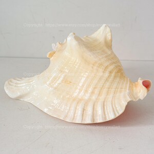 Pink Queen Conch Shell - Treasure of the Ocean Large Conch Shell ...