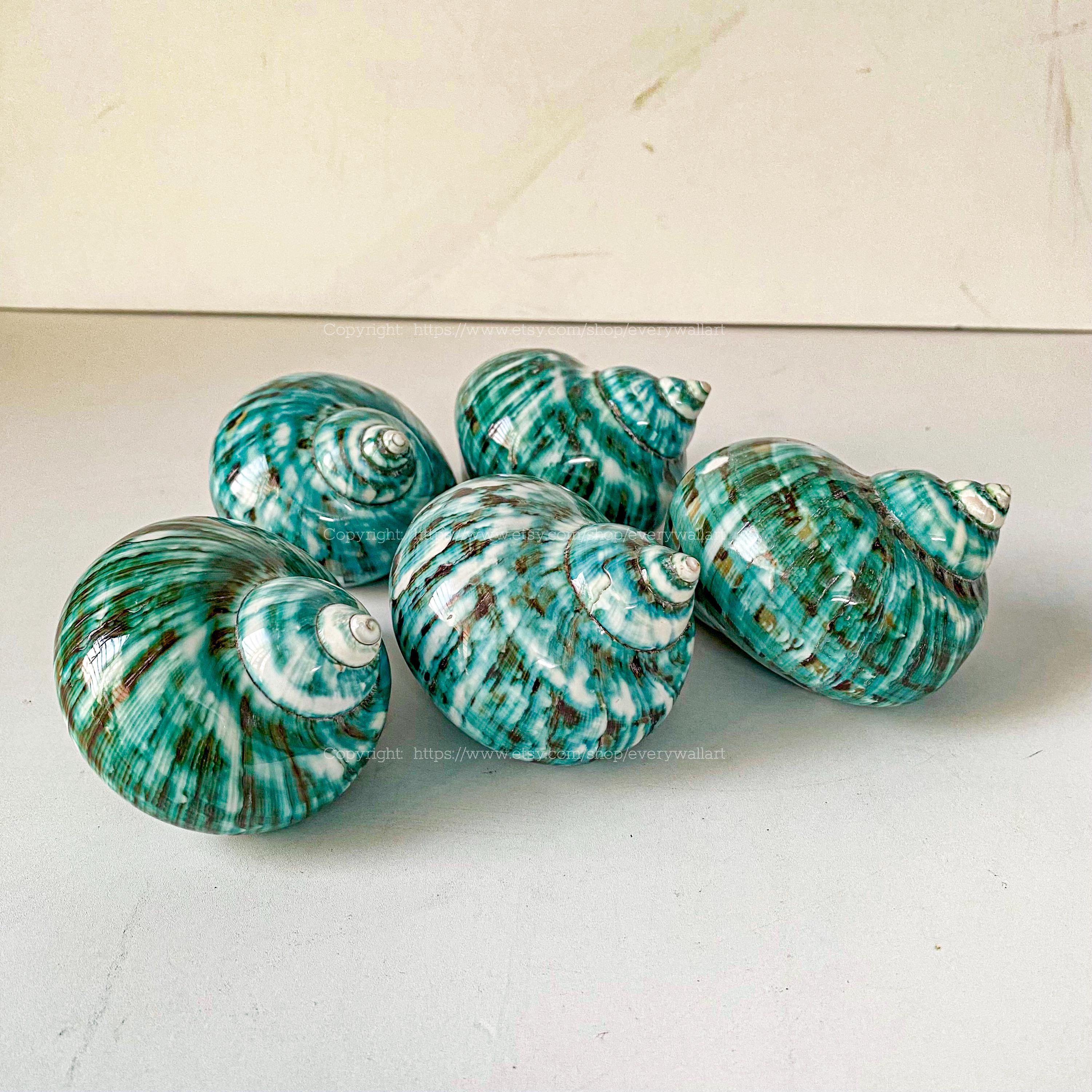 Natural Green Turbo Shell for Decor Conch, Jade Turbo Shell Spiral ...
