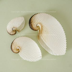 Paper Nautilus Conch Shell - Treasure of the Ocean Real Paper Nautilus ...