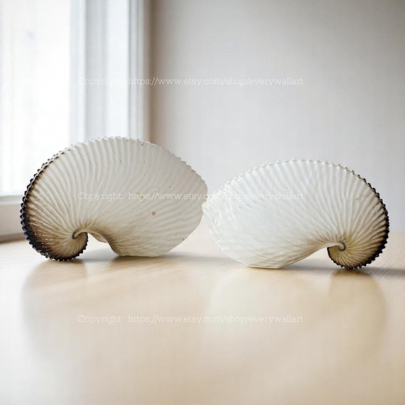 Paper Nautilus Conch Shell - Treasure of the Ocean Real Paper Nautilus ...
