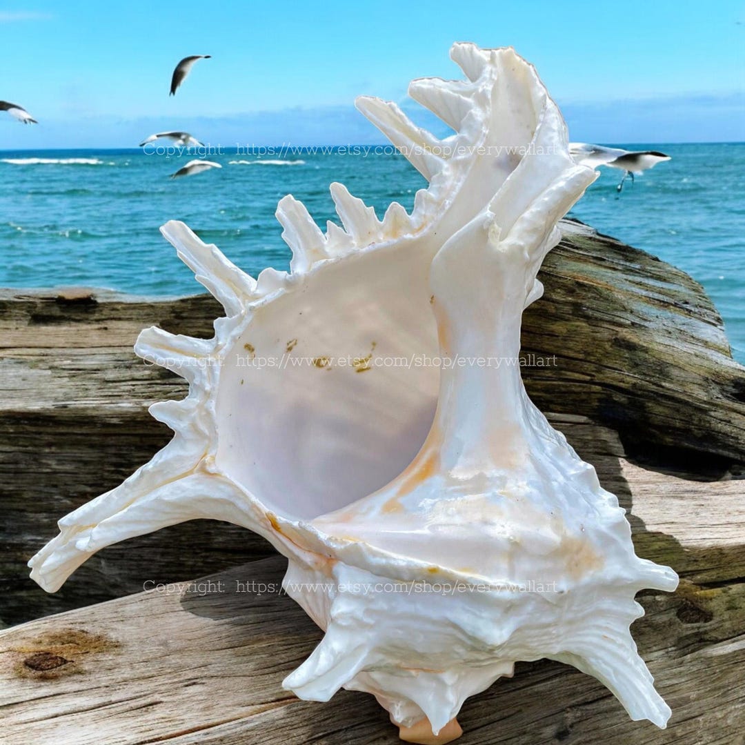 Ramose Murex Conch Seashell Large Seashell for Decor and Collectors ...