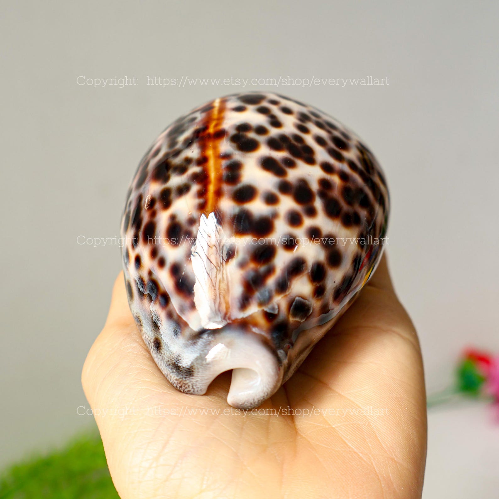 BIG Natural Cypraea Tigris for Decor Conch, Large Sea Snail Shell ...
