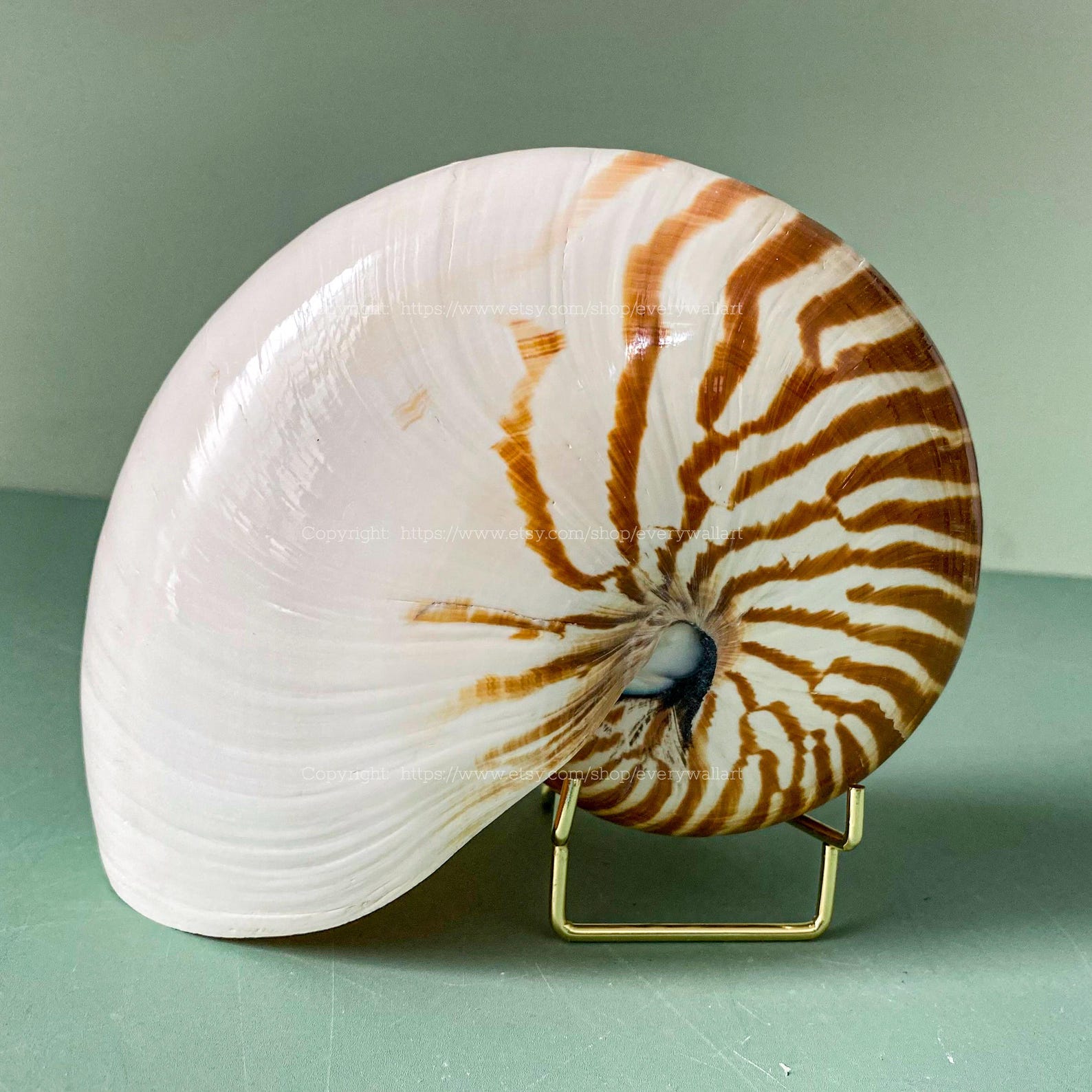 Conch Shell Chambered Nautilus Ocean Vortex - Treasure of the Ocean ...
