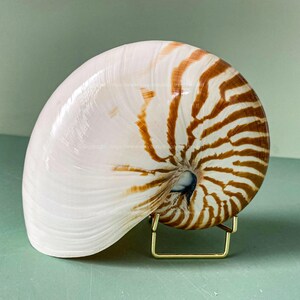 Conch Shell Chambered Nautilus Ocean Vortex - Treasure of the Ocean ...