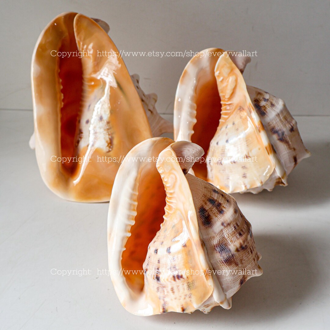 Yellow Helmet Shell Cassis Cornuta Shell RARE Treasure of the Ocean ...