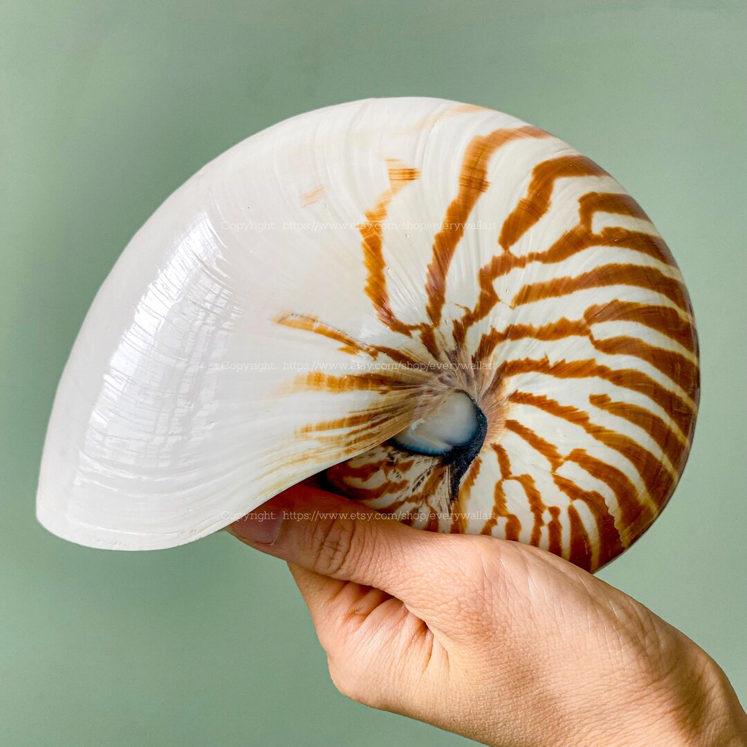 Original Chambered Nautilus Conch Shell - Treasure of the Ocean Ocean ...