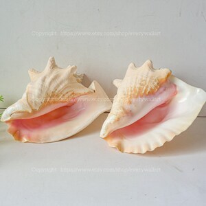 Pink Queen Conch Shell - Treasure of the Ocean Large Conch Shell ...