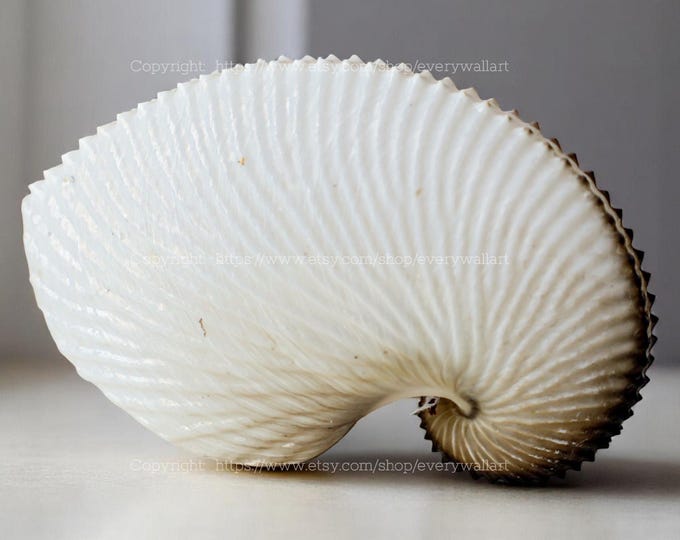 Argonaut Shell Paper Nautilus Natural Cleaned Sea Shell Rare Delicate ...
