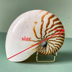Original Chambered Nautilus Conch Shell - Treasure of the Ocean Ocean ...