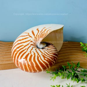 Original Chambered Nautilus Conch Shell - Treasure of the Ocean Ocean ...