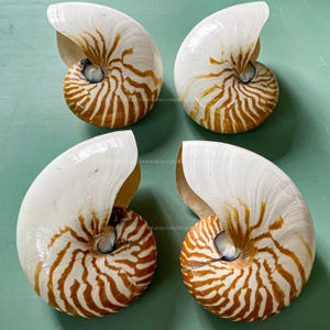Conch Shell Chambered Nautilus Ocean Vortex - Treasure of the Ocean ...
