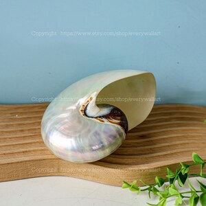 Conch Shell Chambered Nautilus Ocean Vortex - Treasure of the Ocean ...