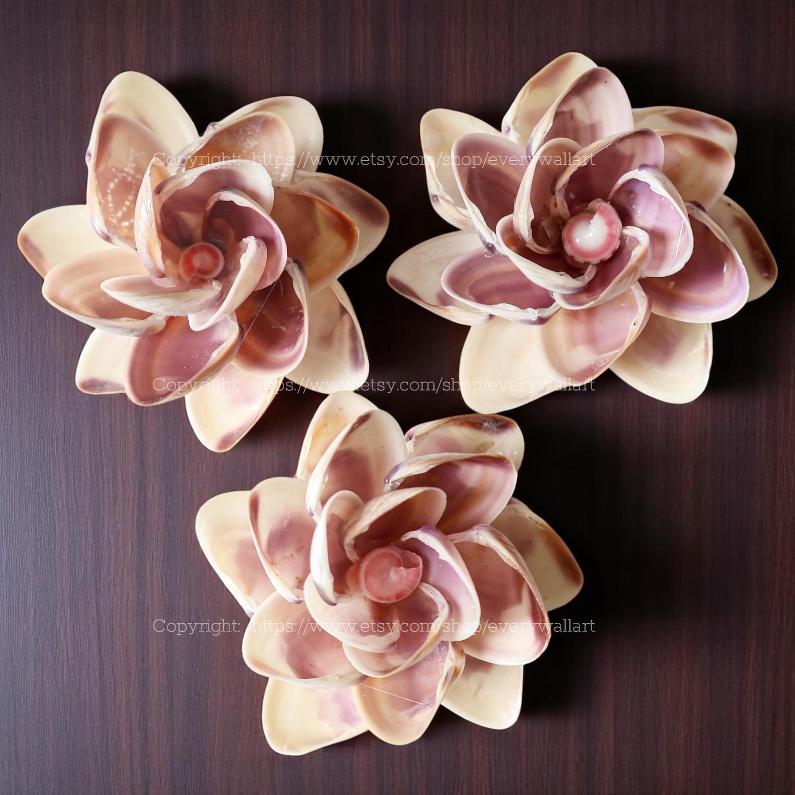 14 Colors Chrysanthemum Flower Seashell Flowers Natural Seashell ...