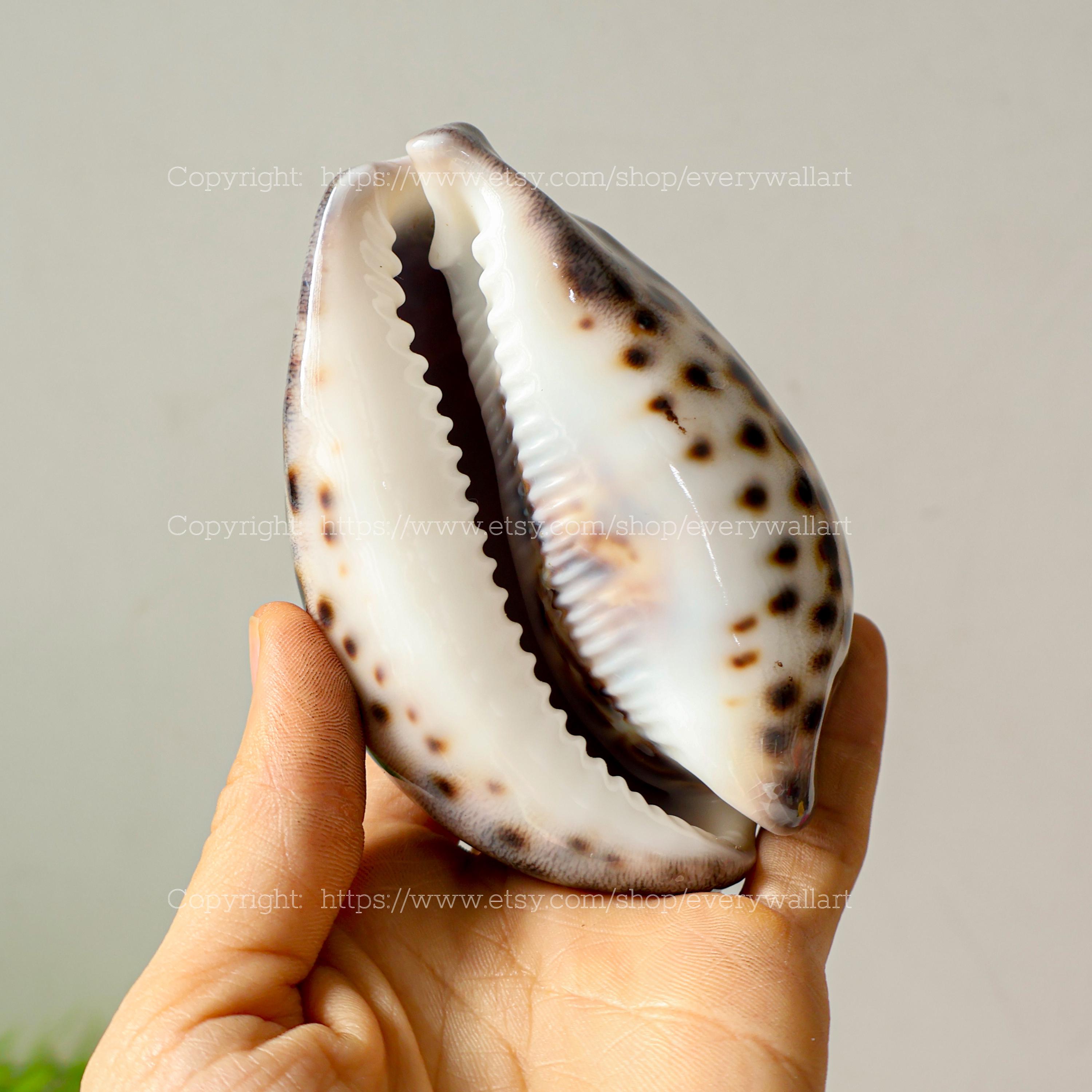 BIG Natural Cypraea Tigris for Decor Conch, Large Sea Snail Shell ...