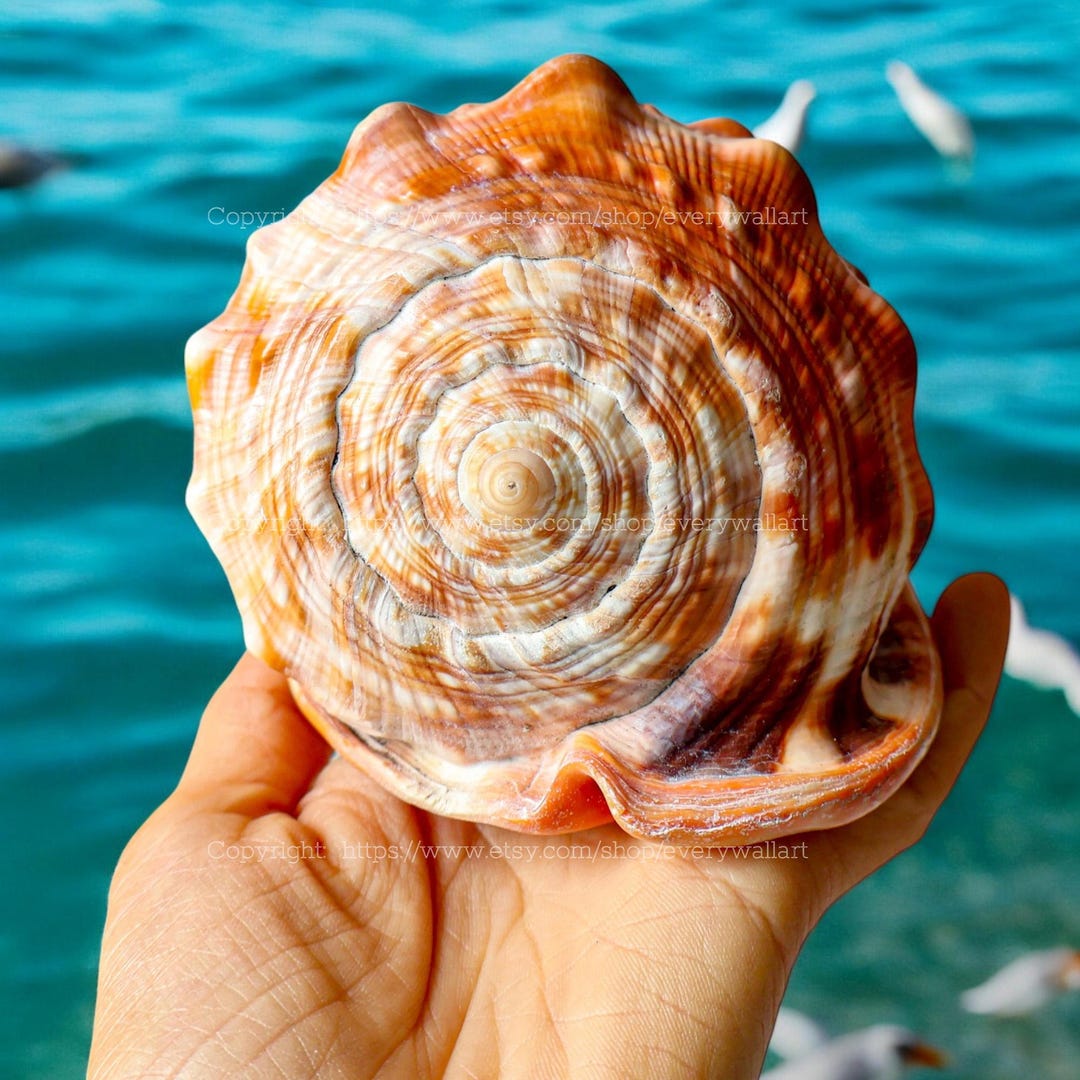 Natural Seashell Bullmouth Cassis Rufa Large Seashell Red Helmet Shell ...