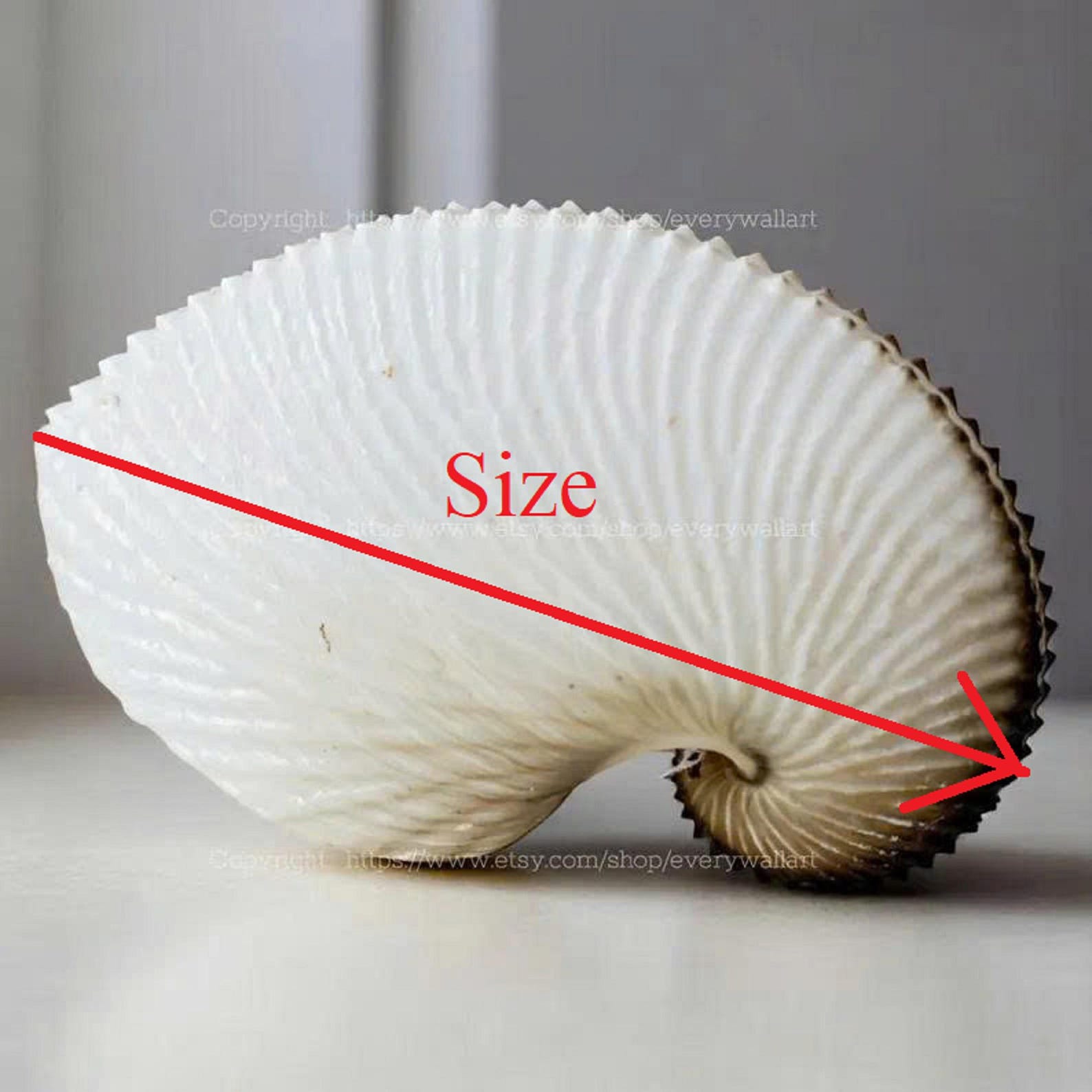 Paper Nautilus Conch Shell - Treasure of the Ocean Real Paper Nautilus ...